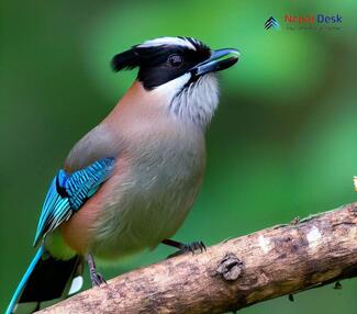 Black-headed Jay: A Fascinating Species Found in Nepal | Nepal Desk